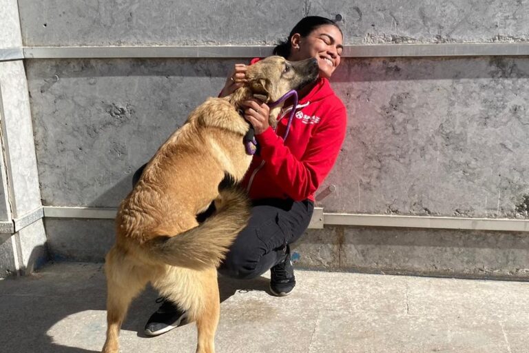 Rescuing Animals Across the Globe - SPCA International
