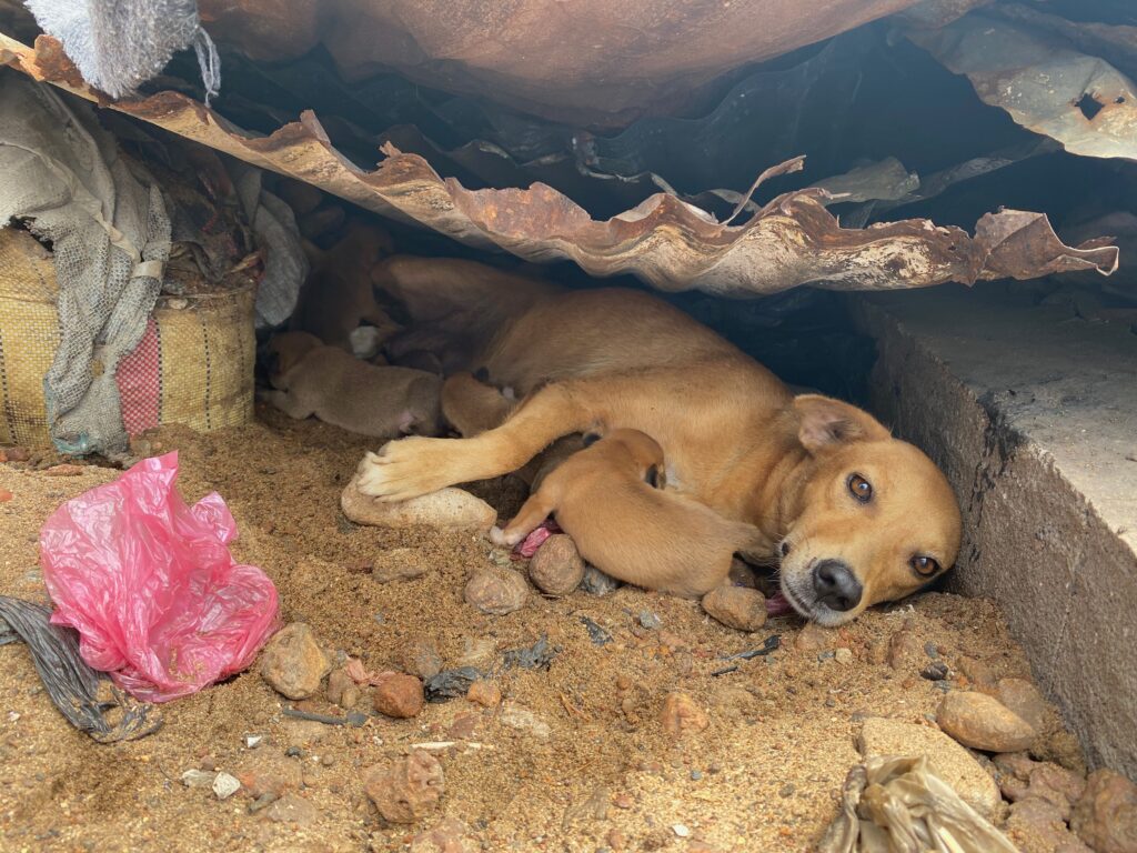 Rescuing Animals Across the Globe - SPCA International