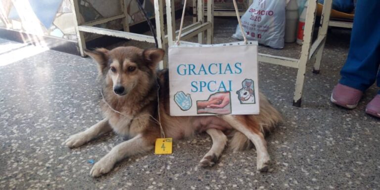 Rescuing Animals Across the Globe - SPCA International