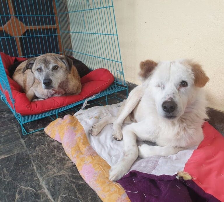 Rescuing Animals Across the Globe - SPCA International