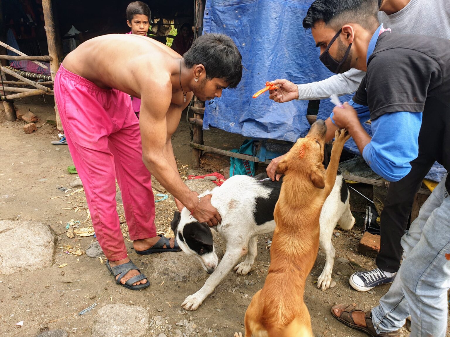 Rescuing Animals Across the Globe - SPCA International