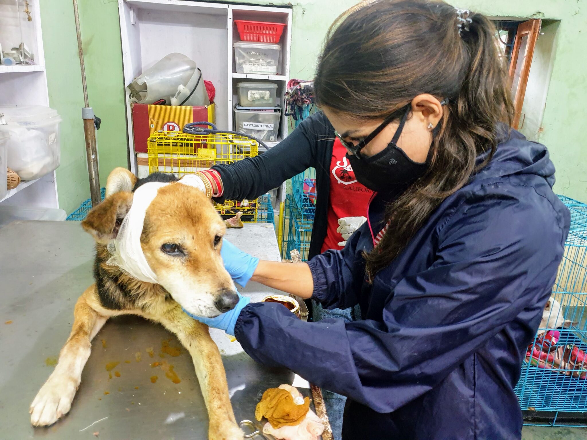 Rescuing Animals Across the Globe - SPCA International