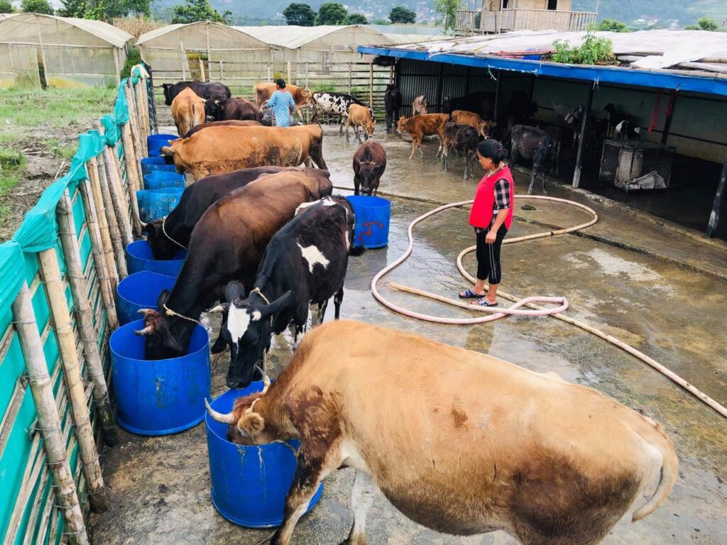 Rescuing Animals Across the Globe - SPCA International