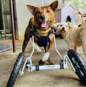 Rescuing Animals Across the Globe - SPCA International