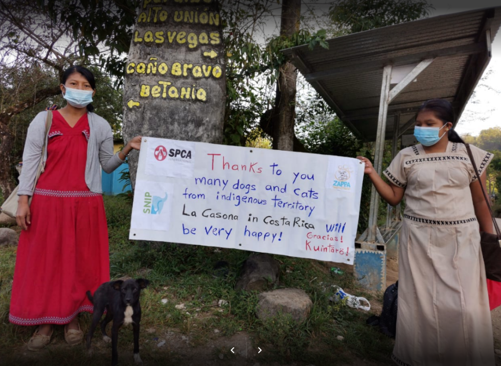 Rescuing Animals Across the Globe - SPCA International