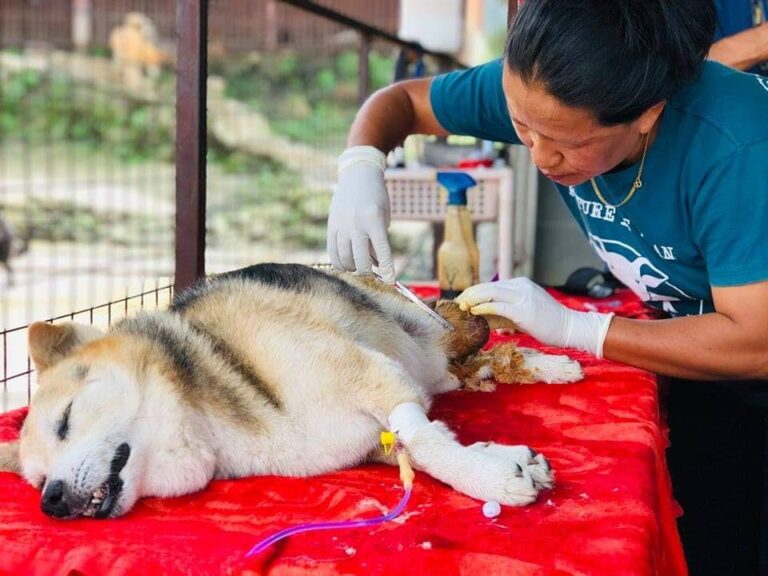 Rescuing Animals Across the Globe - SPCA International