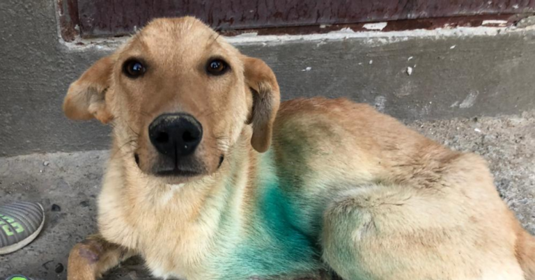 Rescuing Animals Across the Globe - SPCA International