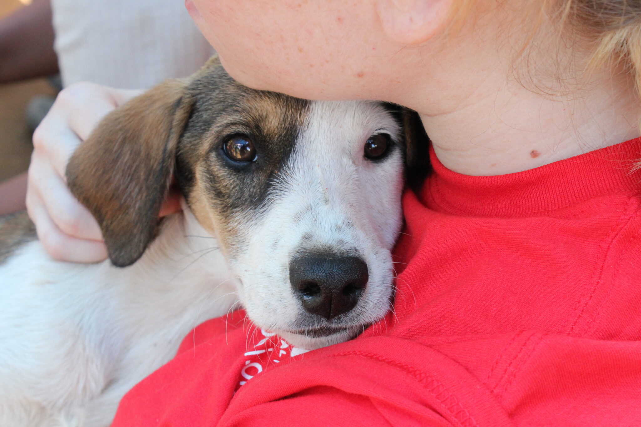 Rescuing Animals Across the Globe - SPCA International