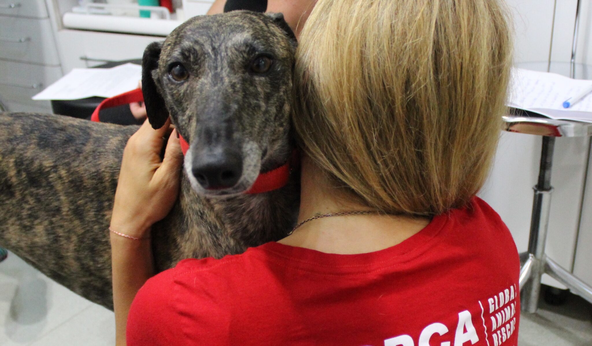 Rescuing Animals Across the Globe - SPCA International
