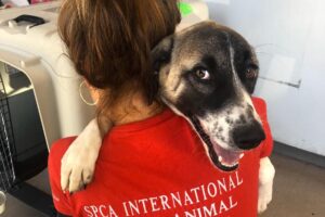 Rescuing Animals Across the Globe - SPCA International
