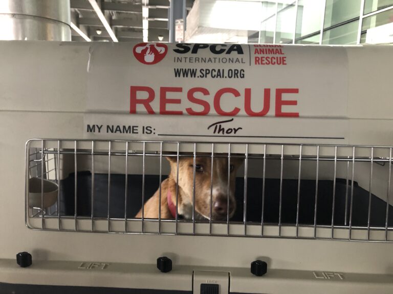 Rescuing Animals Across the Globe - SPCA International