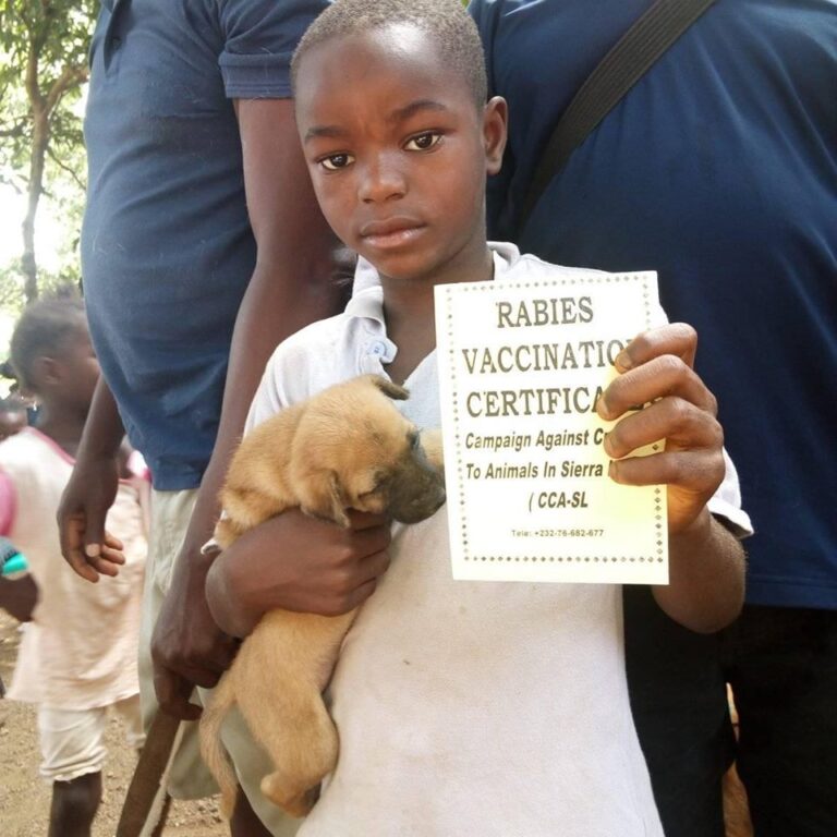 Rescuing Animals Across the Globe - SPCA International