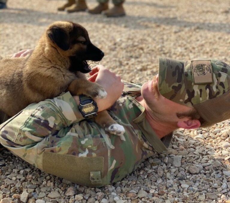 Rescuing Animals Across the Globe - SPCA International