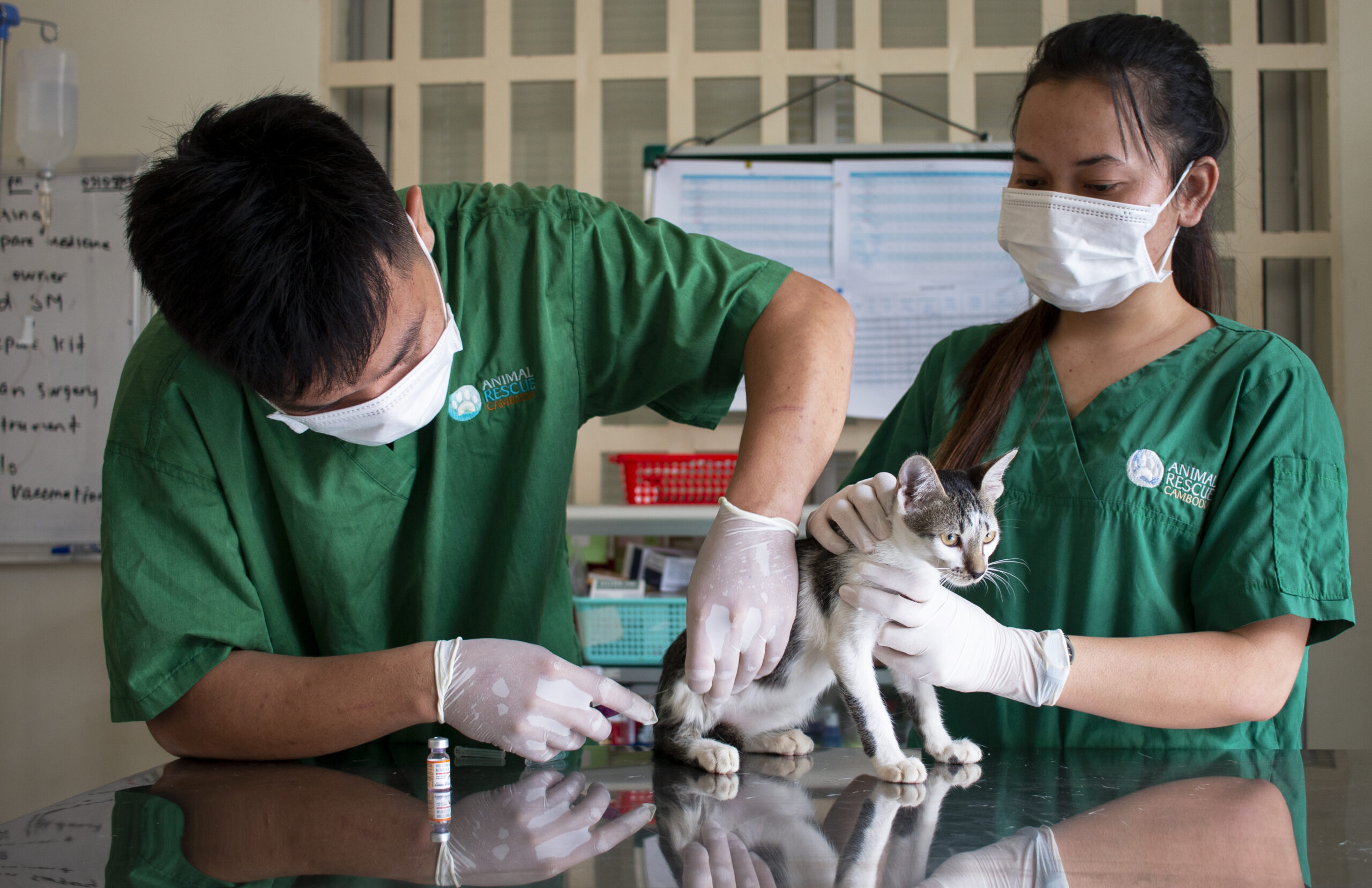 Worldwide Veterinary Service Cambodia - SPCA International