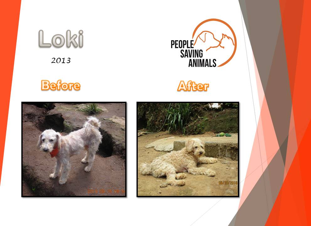 People Saving Animals - SPCA International