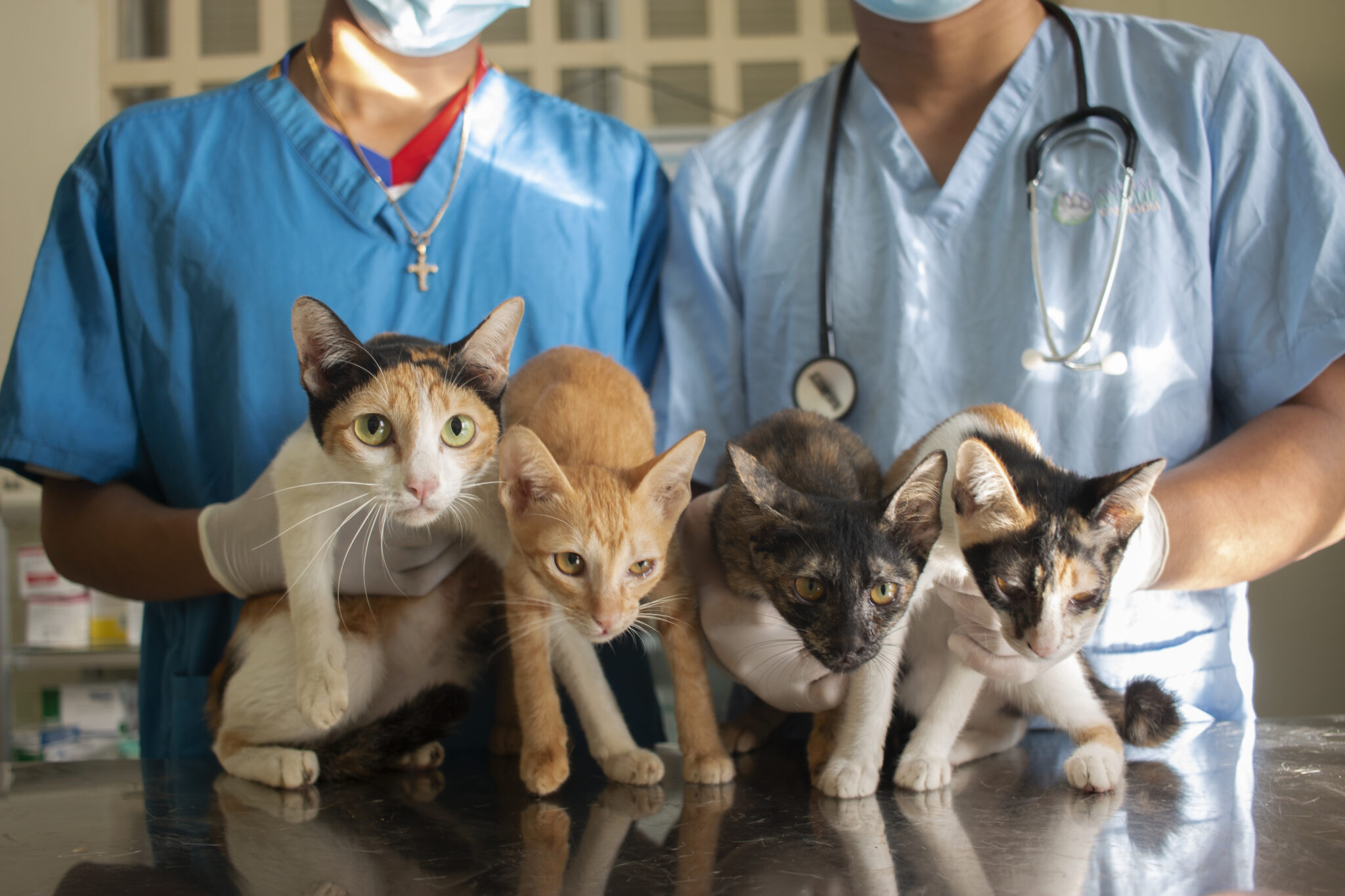 Worldwide Veterinary Service Cambodia - SPCA International