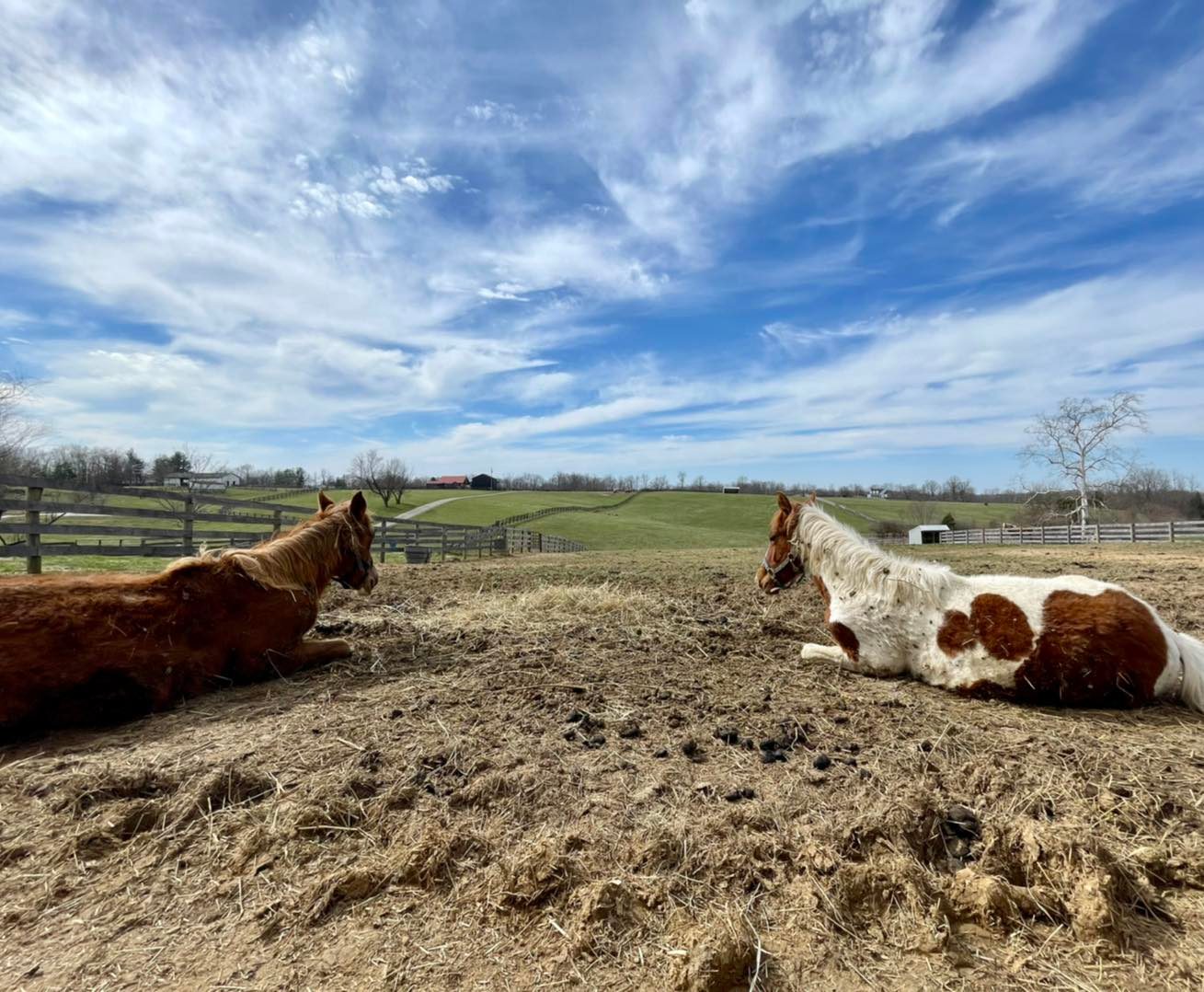 Kentucky Humane Society - SPCA International