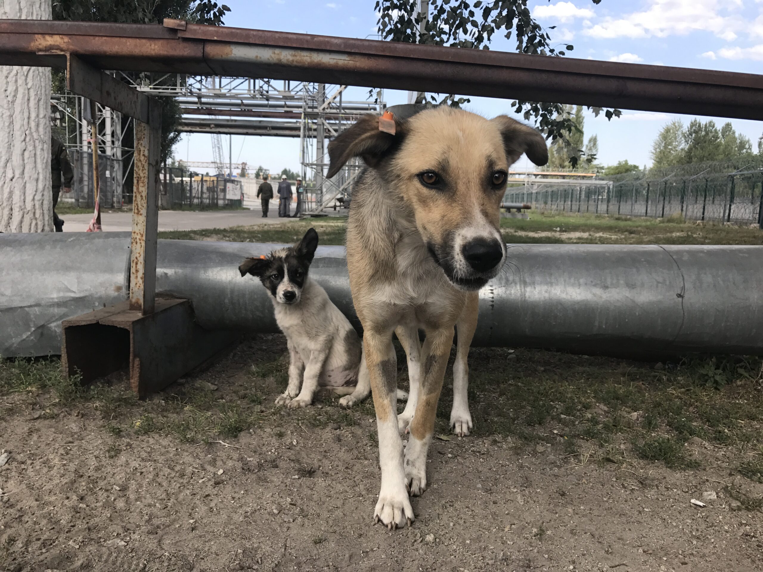 Serving the Dogs of Chornobyl Amidst Conflict - SPCA International