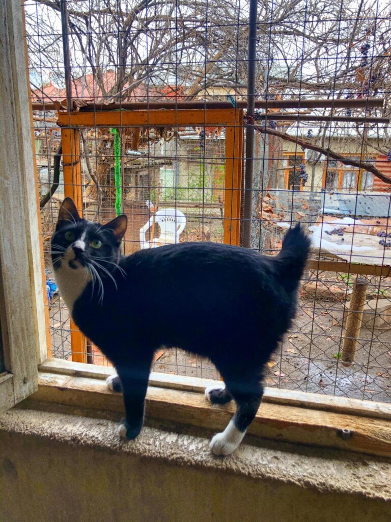 Georgian Cat Lovers Club (GCLC) - SPCA International
