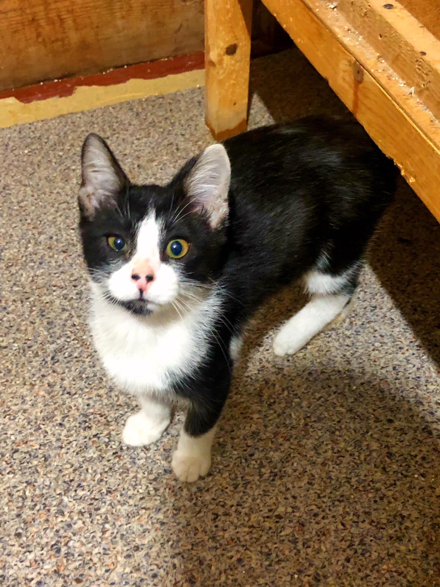 Georgian Cat Lovers Club (GCLC) - SPCA International