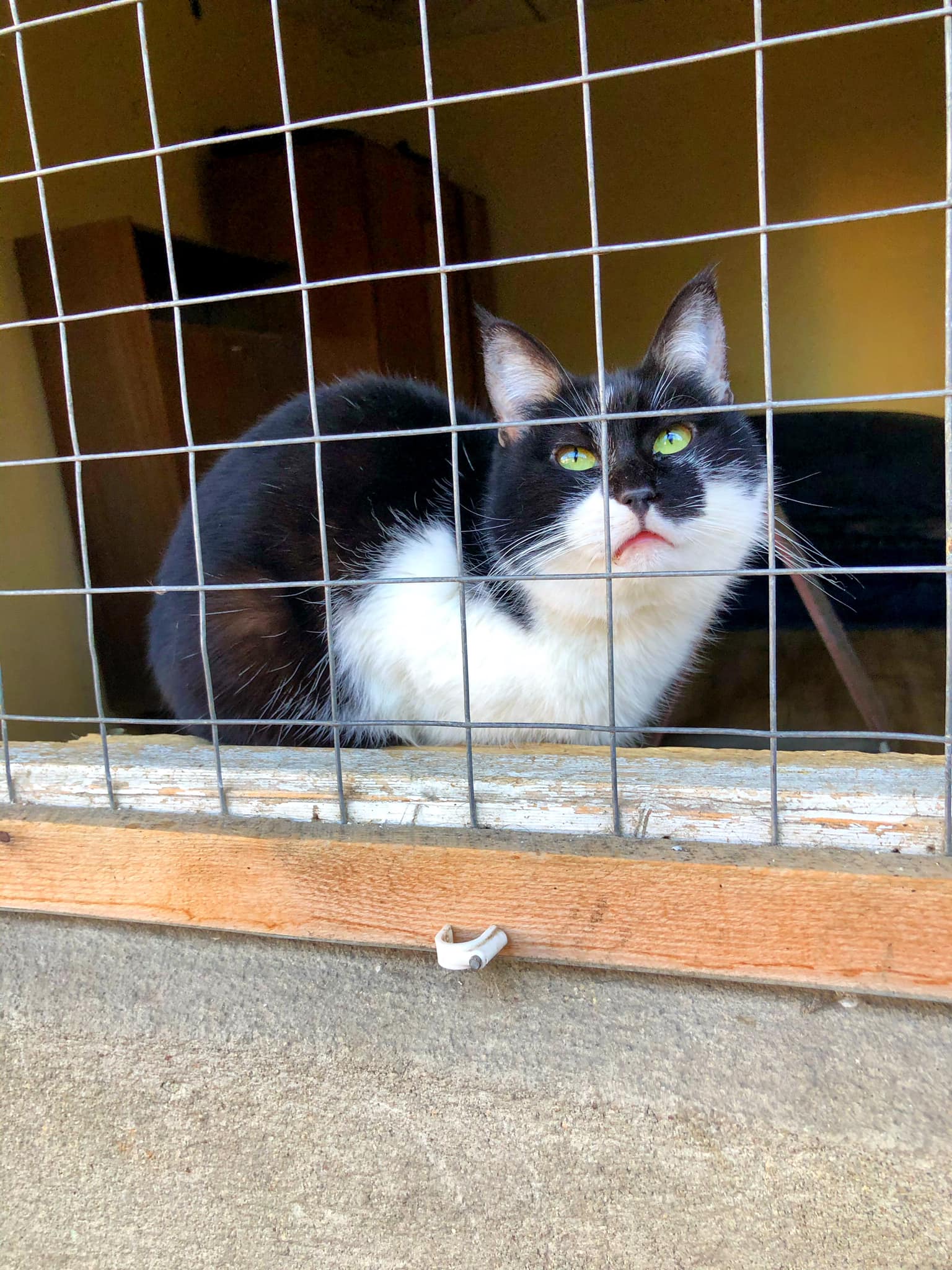 Georgian Cat Lovers Club (GCLC) - SPCA International