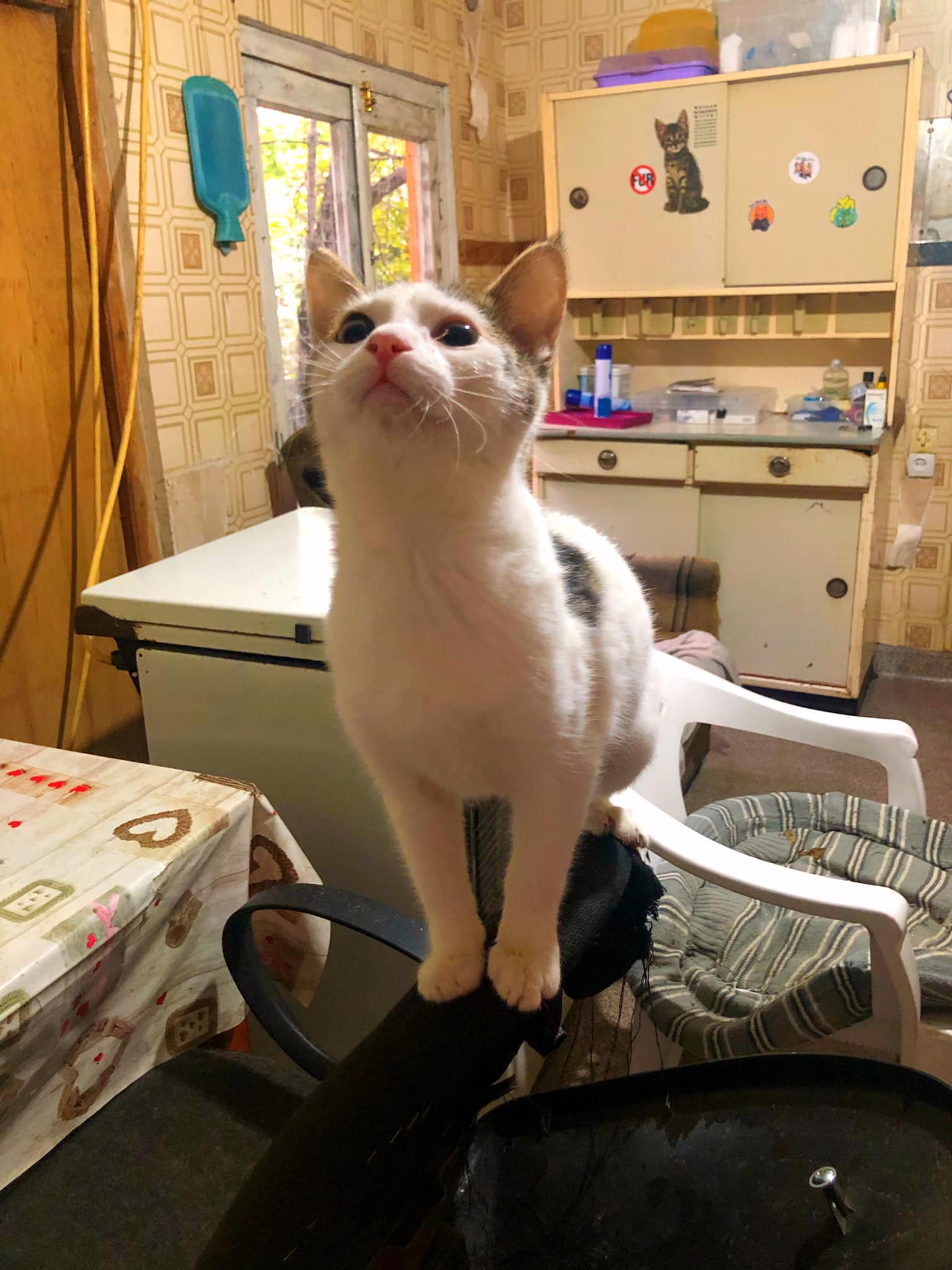 Georgian Cat Lovers Club (GCLC) - SPCA International