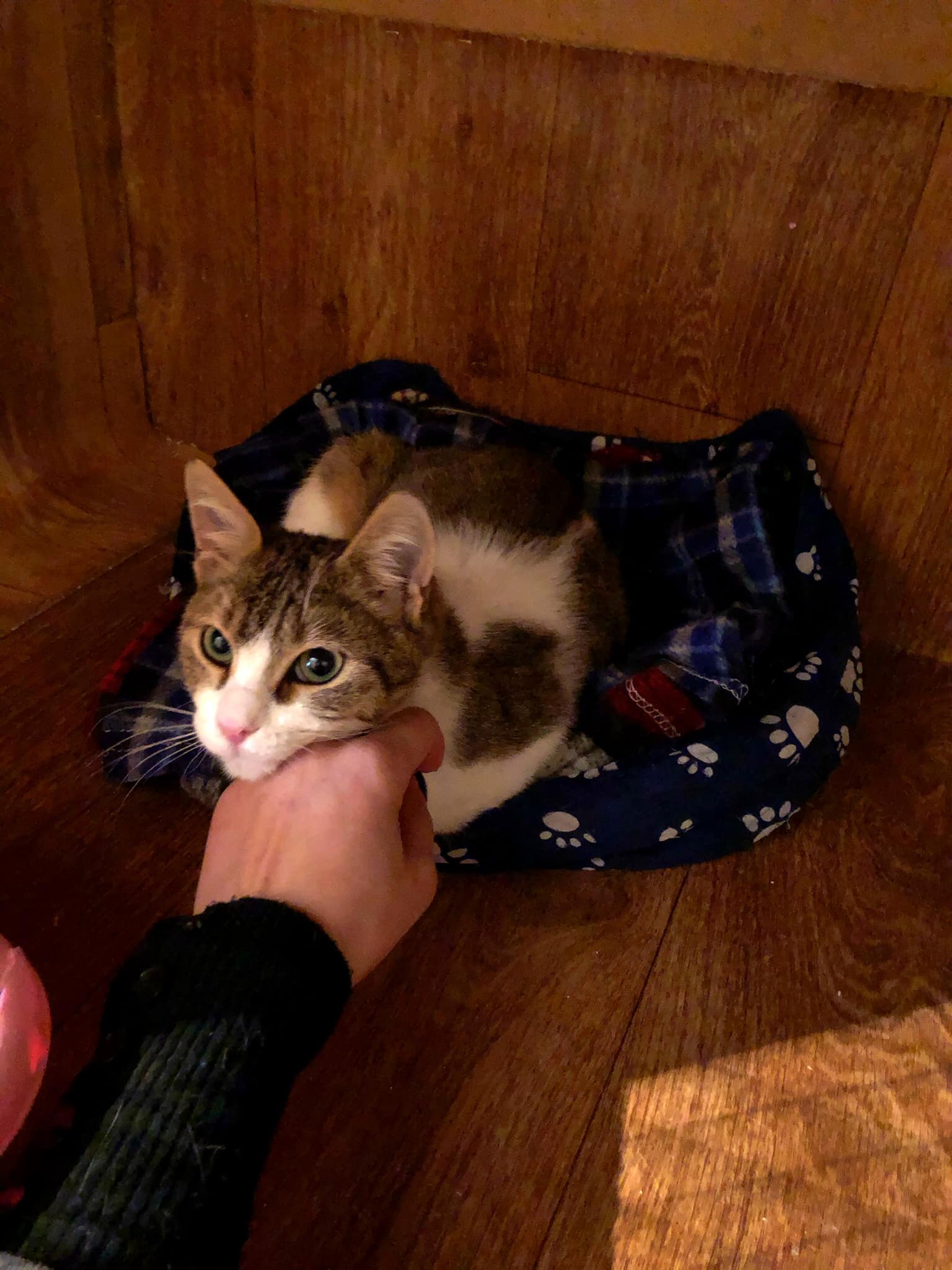 Georgian Cat Lovers Club (GCLC) - SPCA International