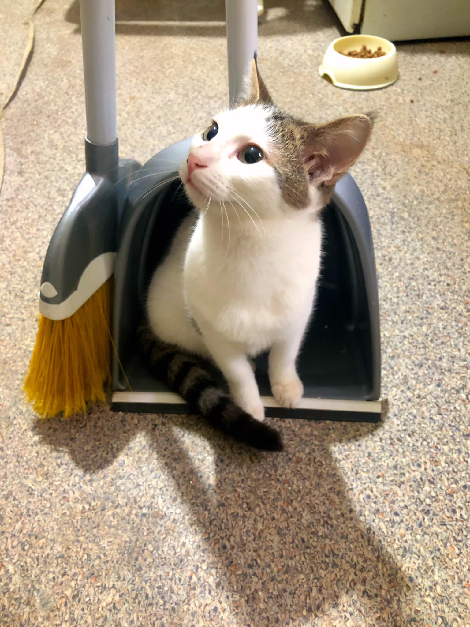 Georgian Cat Lovers Club (GCLC) - SPCA International