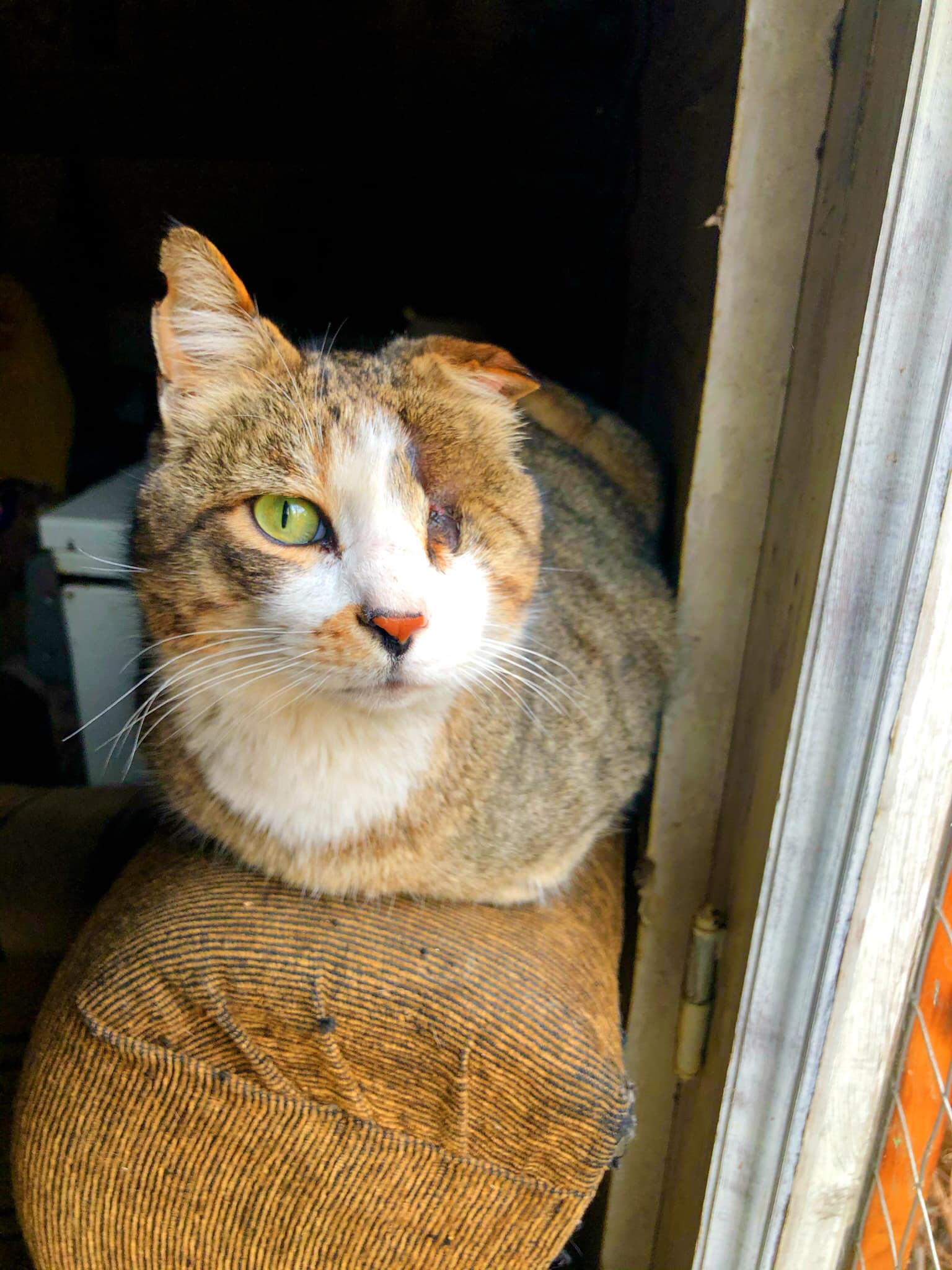 Georgian Cat Lovers Club (GCLC) - SPCA International