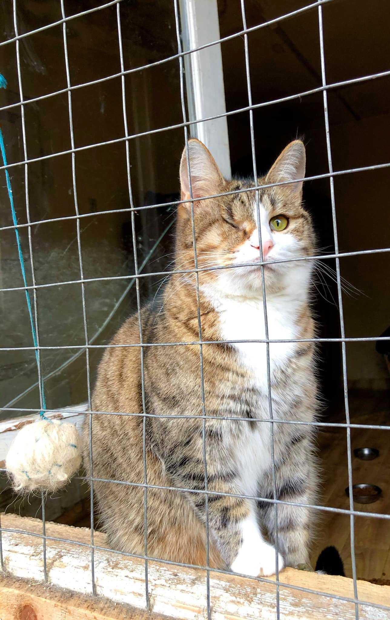 Georgian Cat Lovers Club (GCLC) - SPCA International