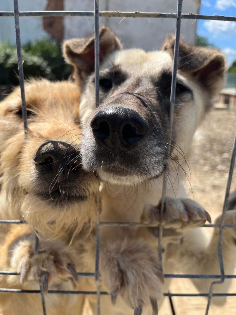 PawPrints To Freedom - SPCA International