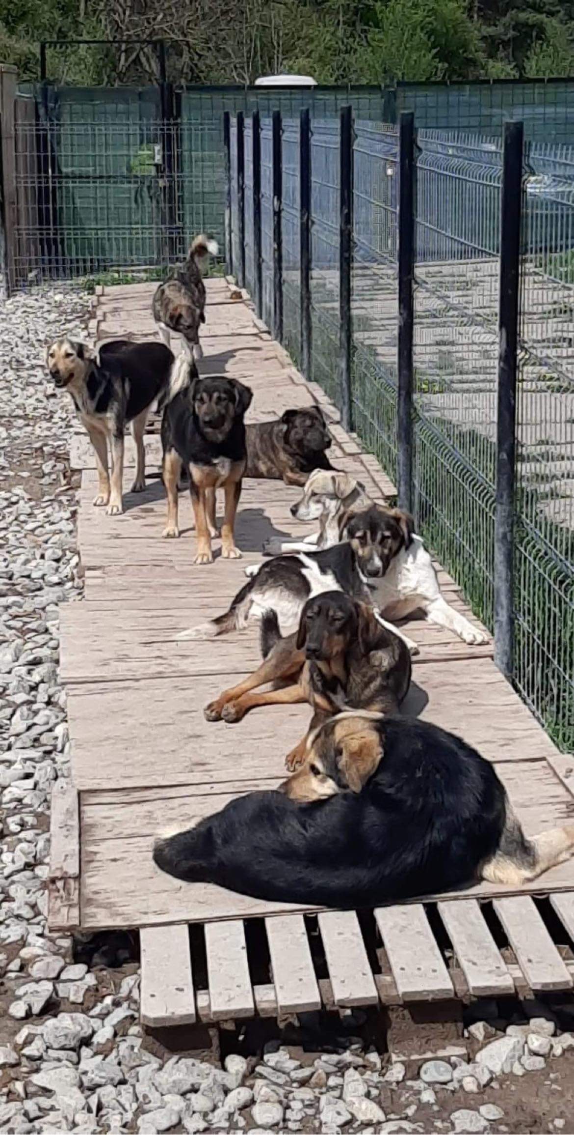 PawPrints To Freedom - SPCA International