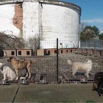 PawPrints To Freedom - SPCA International