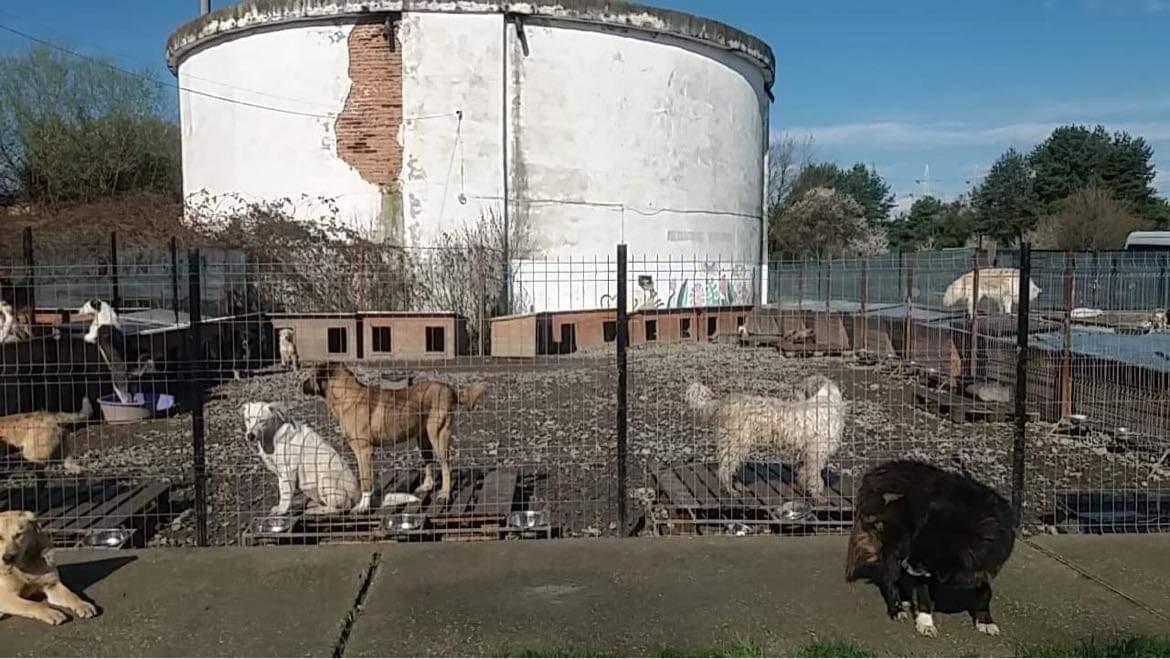 PawPrints To Freedom - SPCA International