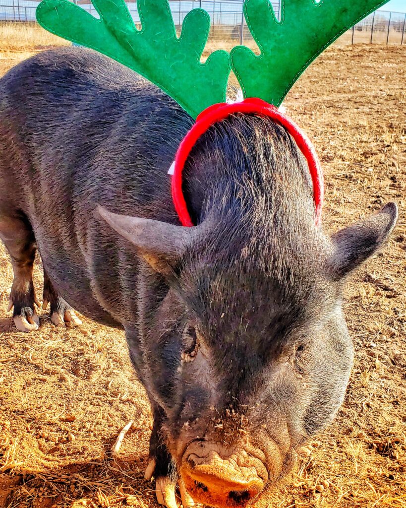 Tumbleweed Farm Sanctuary - SPCA International