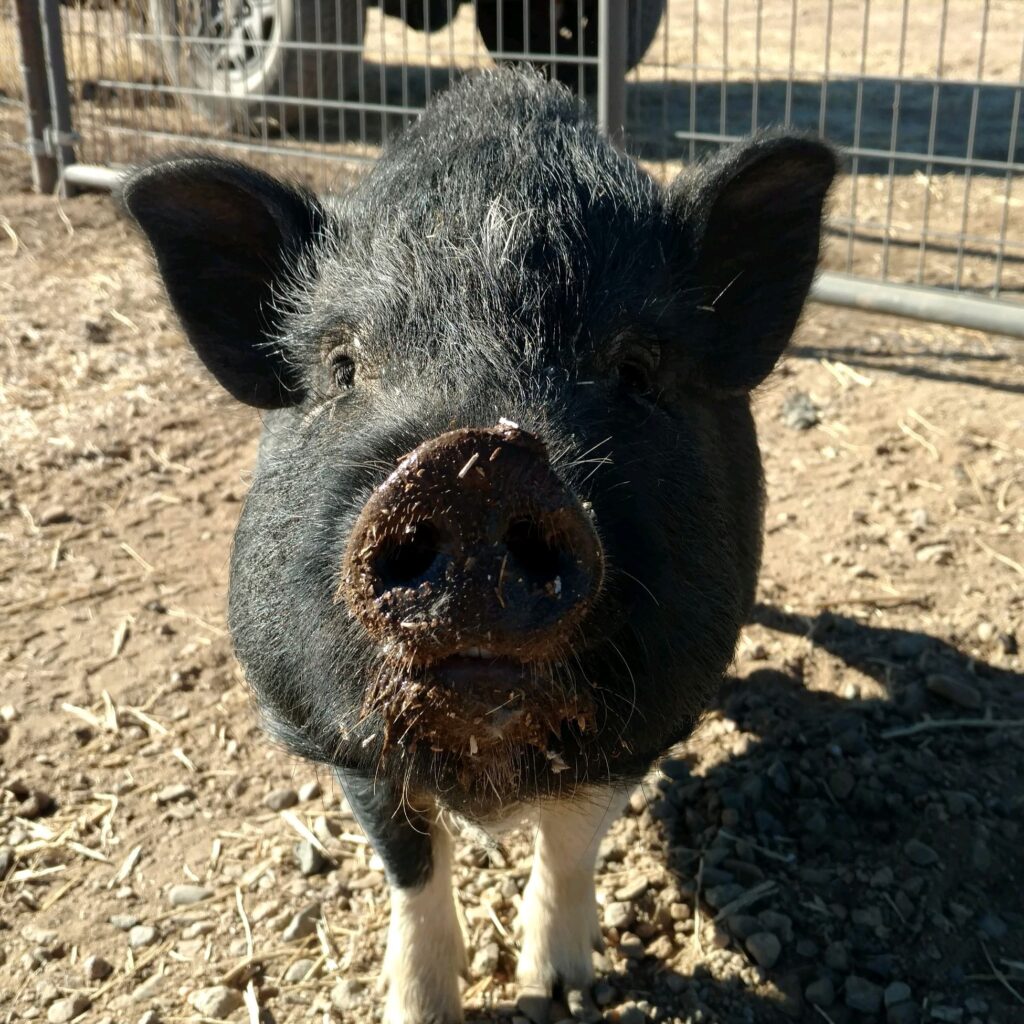 Tumbleweed Farm Sanctuary - SPCA International