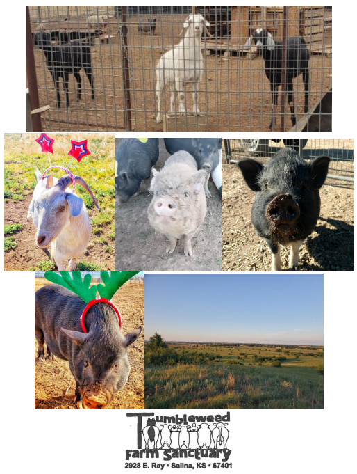 Tumbleweed Farm Sanctuary - SPCA International