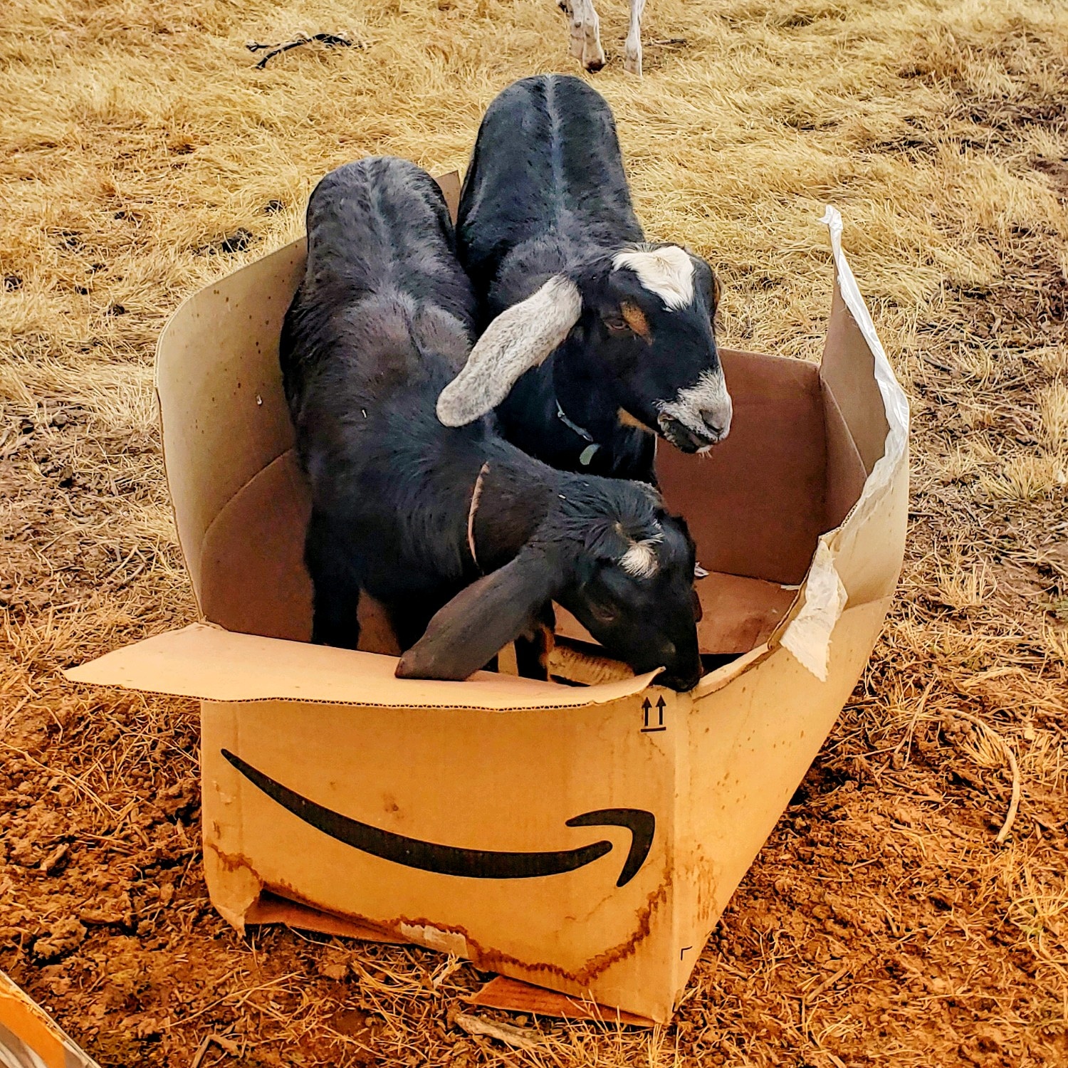 Tumbleweed Farm Sanctuary - SPCA International