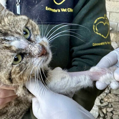 Ernestos Sanctuary - SPCA International
