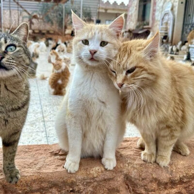Ernestos Sanctuary - SPCA International