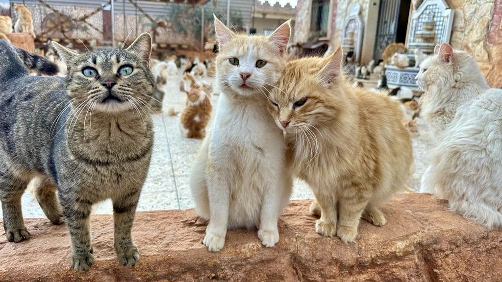 Ernestos Sanctuary - SPCA International