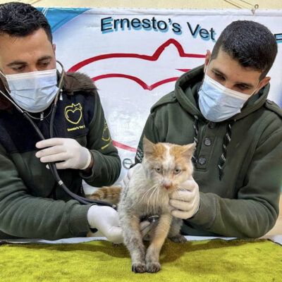 Ernestos Sanctuary - SPCA International