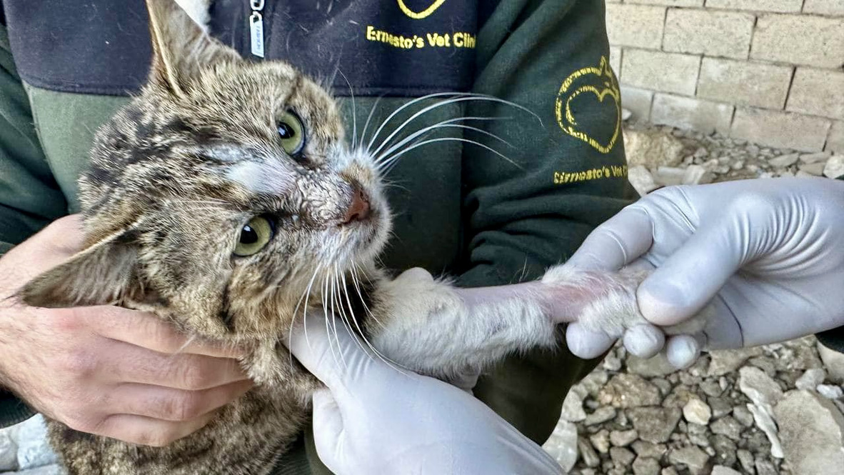 Ernestos Sanctuary - SPCA International