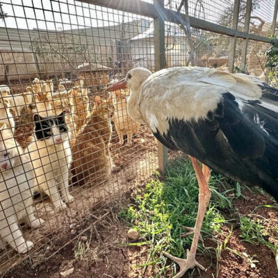 Ernestos Sanctuary - SPCA International
