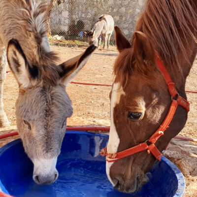 Ernestos Sanctuary - SPCA International