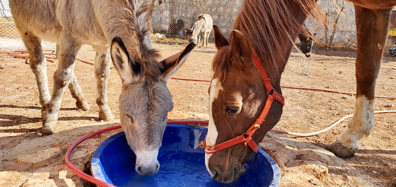 Ernestos Sanctuary - SPCA International