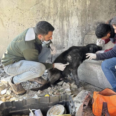 Ernestos Sanctuary - SPCA International