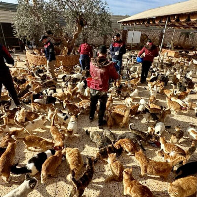 Ernestos Sanctuary - SPCA International