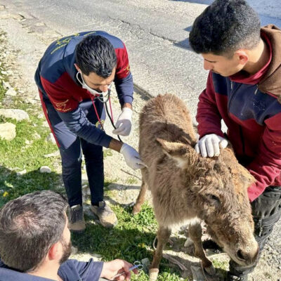 Ernestos Sanctuary - SPCA International
