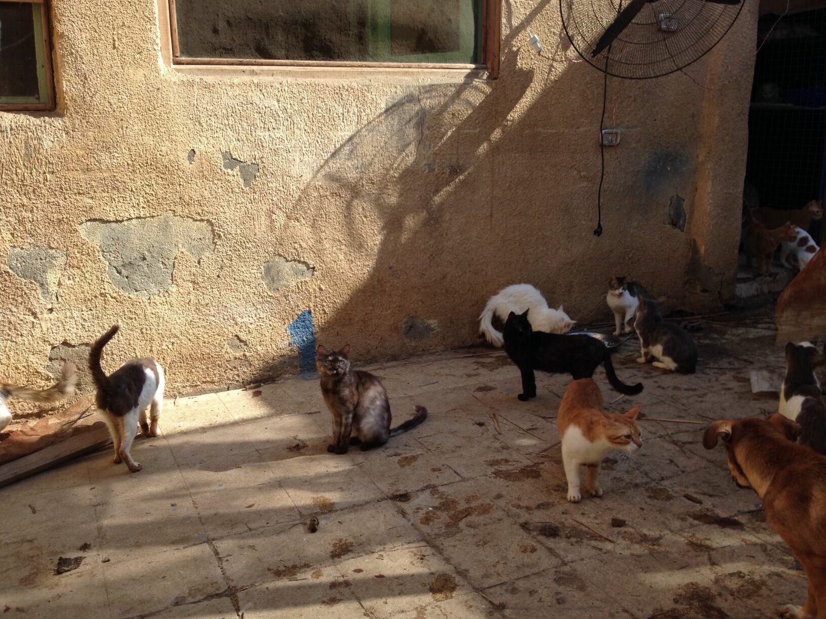 Nile Valley Egyptian Foundation - SPCA International